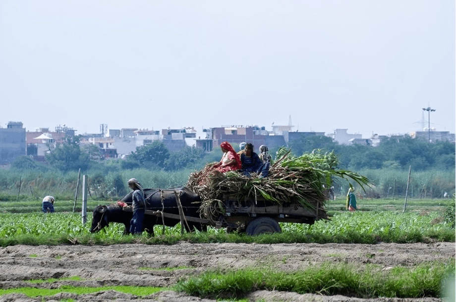 Urban Farming in Delhi: Cultivating Sustainability, Nurturing ...